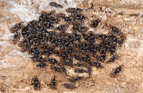 Order Psocodea Ent 425 General Entomology
