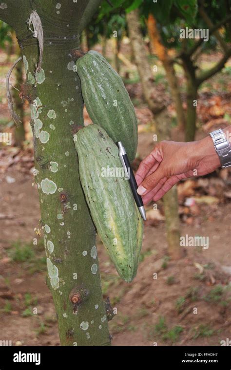 Cocoa Pods In Indonesia Stock Photo Alamy