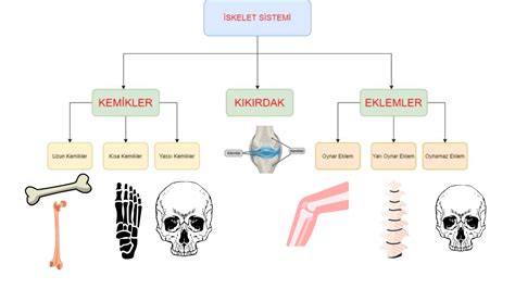 destek ve hareket sistemi fenbİlİmİm