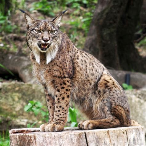 Lince Ibérico