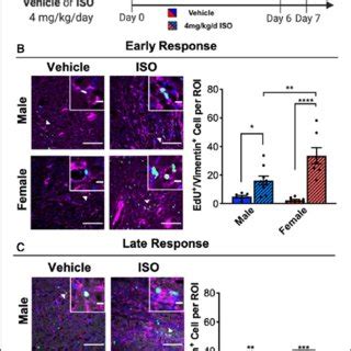 Female CFs Are More Proliferative Than Male CFs In Response To ISO Download Scientific Diagram