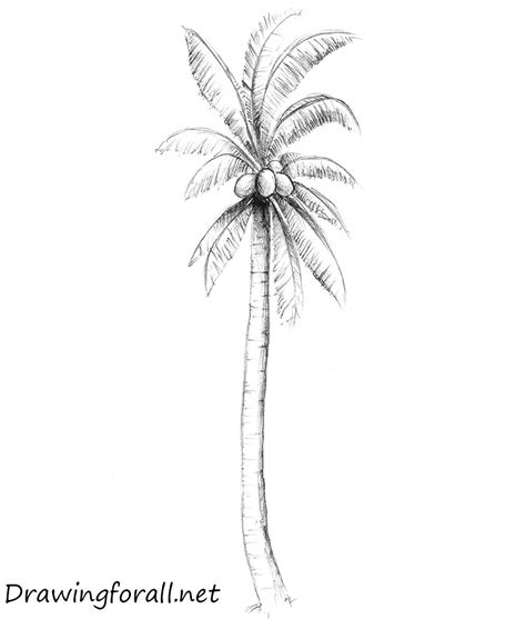 How To Draw A Palm Tree Drawingforall Net