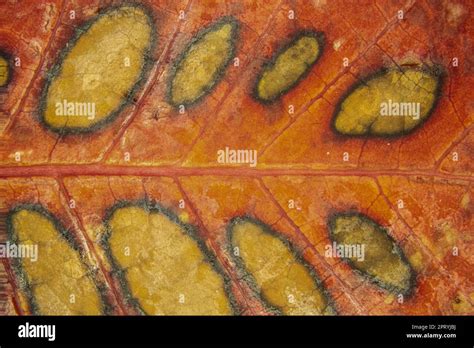 Leaf Of A Deciduous Tree With Leaf Veins Under A Magnifying Glass Stock