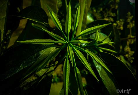 Deploying A Simple Django Project To Docker By Md Abdullah Al Arif