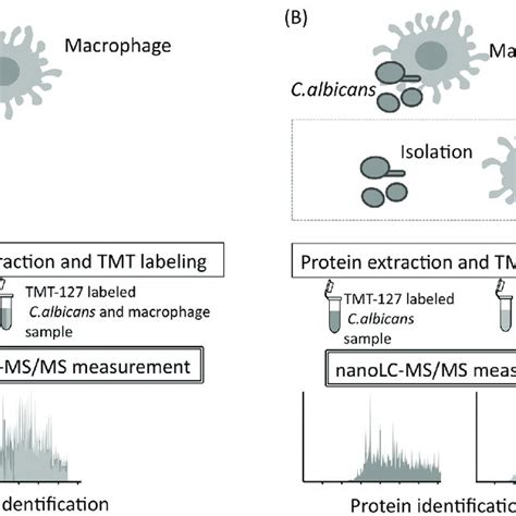 The Process Of Mixed And Quantitative Proteome Analysis A Protein Download Scientific