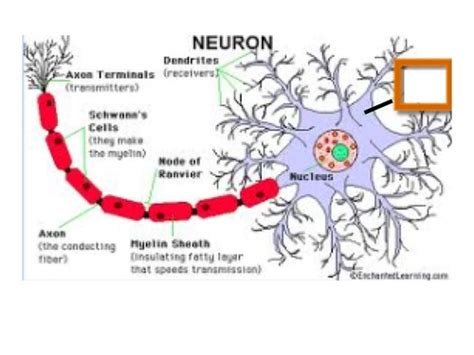 Identifying Neuron Structures Chapter 9 Flashcards Quizlet