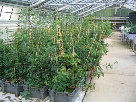 1 Example Of The Experimental Procedure For Qtl Detection Of Download Scientific Diagram