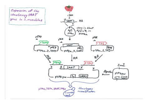 Mec The Metabolic Engineering Group CBMA Metabolic Engineering Group At CBMA