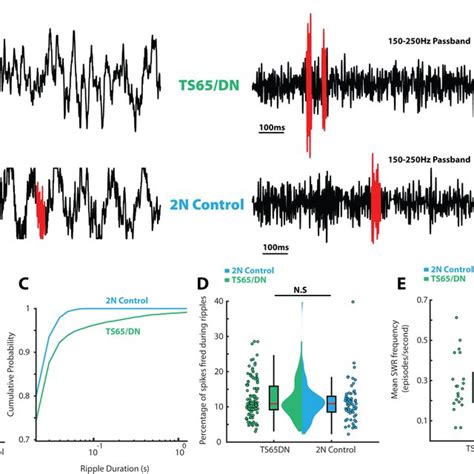 The Duration Of Hippocampal Sharp Wave Ripples But Not Their Download Scientific Diagram