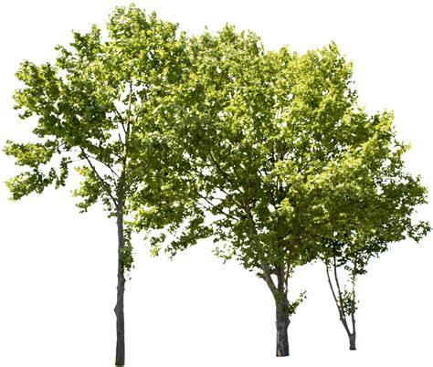 Download Plane Tree Group Ii Tree Cut Out Png Transparent Png Vhv