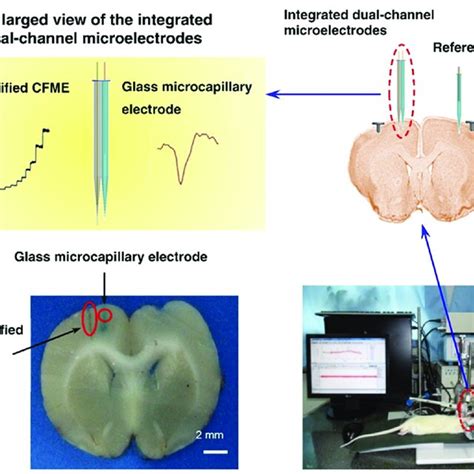 The Schematic Diagram Of The Experimental Setup For Simultaneous Download Scientific Diagram