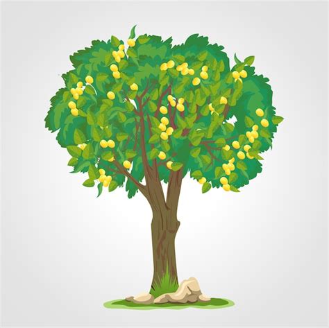 Premium Vector Apricot Tree Isolated Illustration