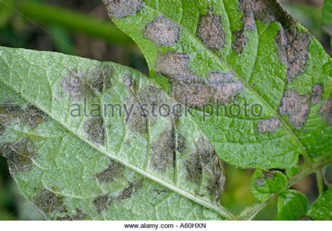 Potato Early Blight Object Detection Dataset By Plant
