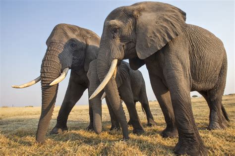 Artificial Selection Pictures Artificial Selection In Evolution Of