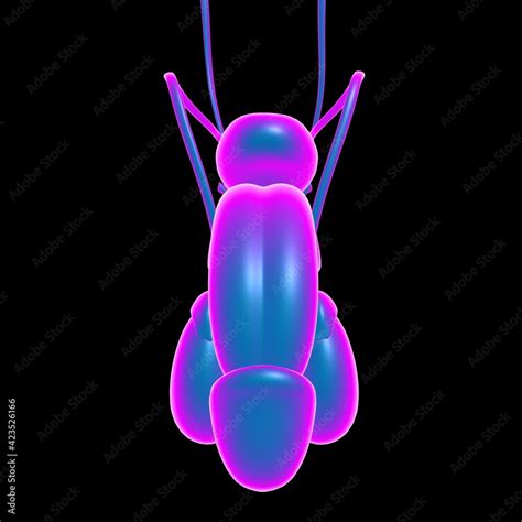 Male Reproductive System Anatomy For Medical Concept D Rendering Stock Illustration Adobe Stock