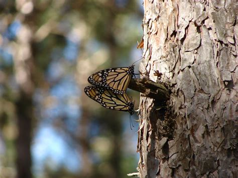 Monarch Sex By Safetyxpinnedxheart On Deviantart