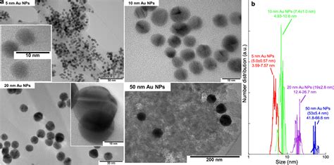 Figure 1 From Electrochemical Estimations Of The Gold Nanoparticle Size Effect On Cysteine Gold