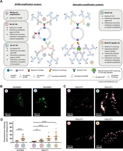 Pre Expansion Labeling Of Presynaptic Markers With Different Signal