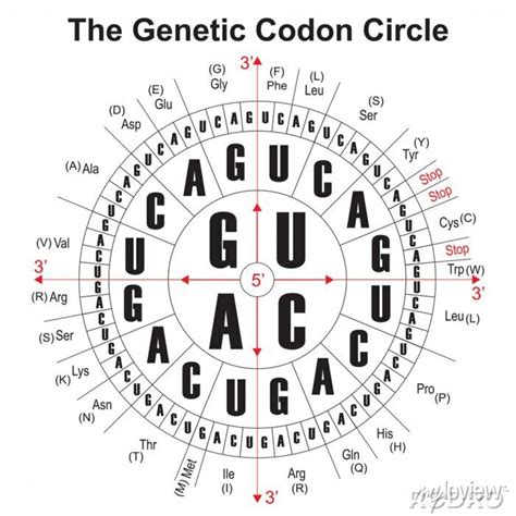 Rna Codons Chart For Amino Acids Sequences The Genetic Codon Posters For The Wall • Posters