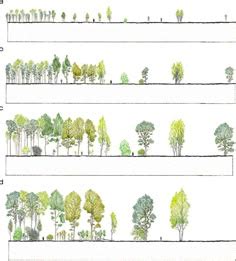 Photoshop Tree Elevation Ideas Photoshop Tree Landscape Architecture