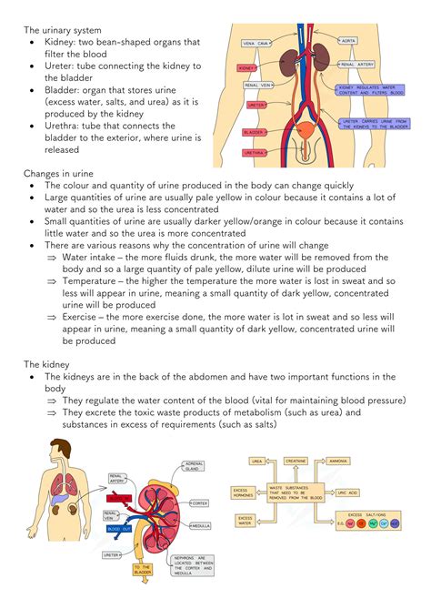 Solution Cie Igcse Biology Excretion Notes Studypool