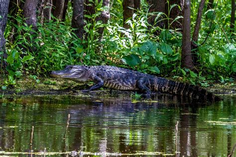 American Alligators Call For The Wild Animal Education Page