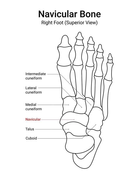 Premium Vector Diagram Of Navicular Bone Right Foot Superior View