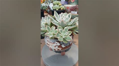 다육이 러우금 군생 ~ 너무 예쁘게 여름을 났어요 ~ Youtube