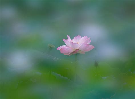 무료 이미지 로터스 아름다운 비 육상 식물 꽃잎 수생 식물 자연 경관 초본 식물 연간 공장 경치 잔디