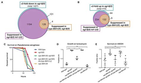 Hypoxia Inducible Factor Cell Non Autonomously Regulates C Elegans Stress Responses And