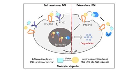 Narkhyun Bae On Linkedin Bifunctional Compounds As Molecular Degraders For Integrin Facilitated…
