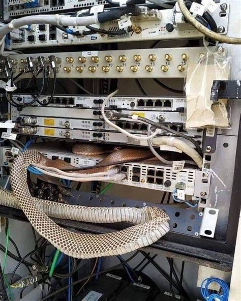 who installed python to our switch r programmerhumor