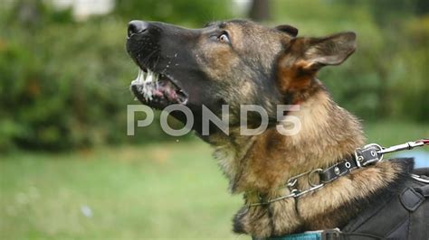 Are German Shepherd Dogs Aggressive