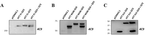 representative western blotting experiments of hek293t cell lysates download scientific diagram
