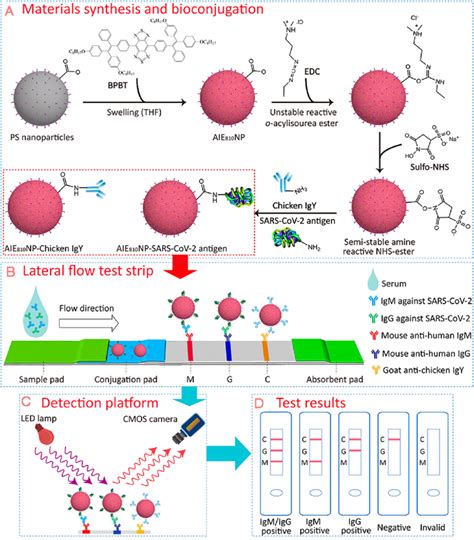 diagram of aie nanoparticles labelled lateral flow immunoassay for