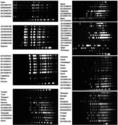 Representative Pfge Patterns Of Noti Digested Genomic Dna From Isolates Download Scientific