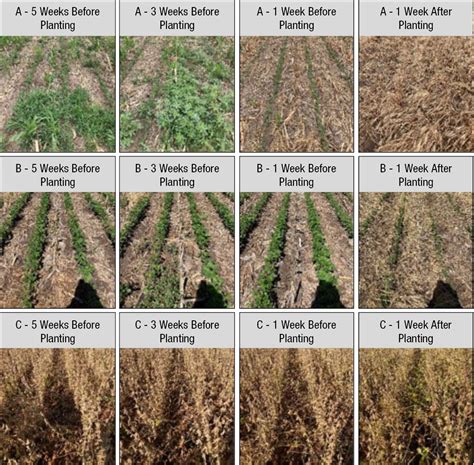Determining The Ideal Cover Crop Termination Timing For Soybean Crop