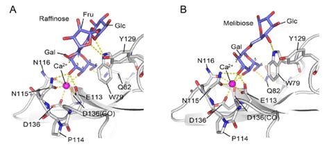 Carbohydrate Binding Modes To Cel Iv A B Carbohydrate Binding Modes Download Scientific