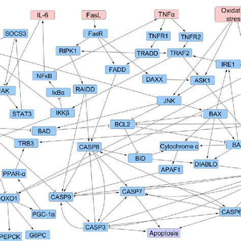 Gene Regulatory Network Insulin Resistance And β Cell Apoptosis Download Scientific Diagram