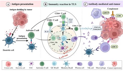 Tertiary Lymphoid Structure In Tumor Microenvironment And Immunotherapy Of Lung Cancer