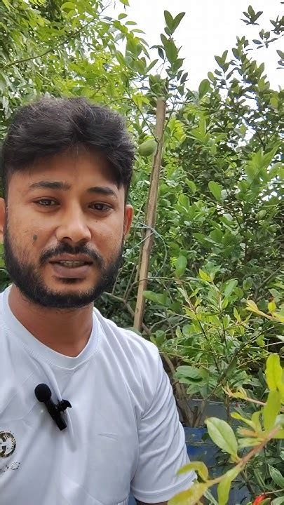 বেদানা ডালিম ফুল ঝরা বন্ধ করার উপায়। বেদনা ডালিম Garden ফুল ঝরা Plants ছাদবাগান Youtube