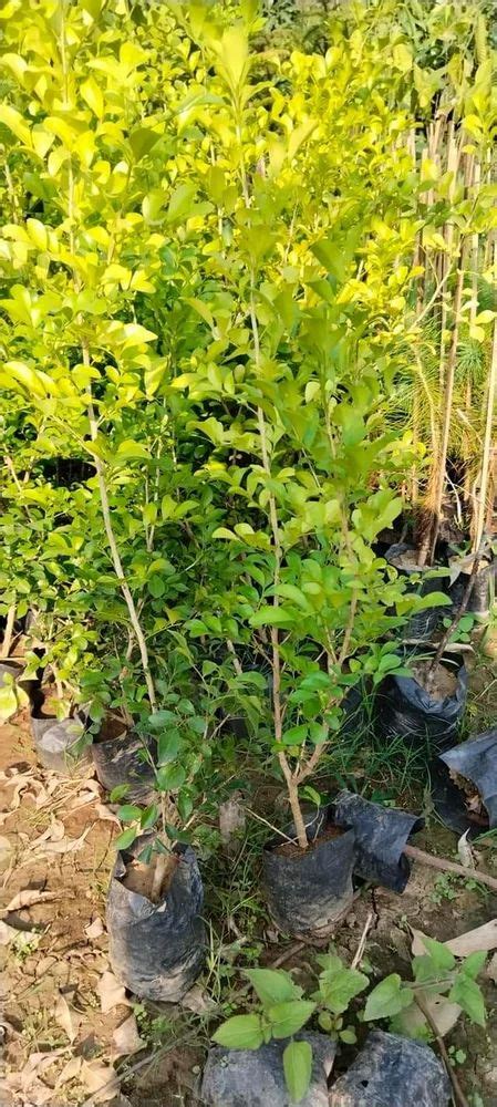 Full Sun Exposure Murraya Paniculata Moduh Kamini For Garden Winter