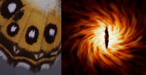 New Group Of Butterflies Named After Lord Of The Rings Villain Sauron Natural History Museum