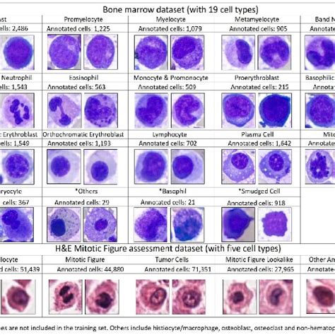 Sample Cells With The Number Of The Annotated Cells Of Various Cell