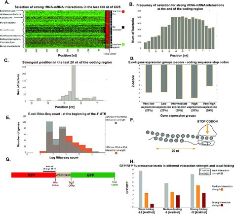 Selection Foragainst Strong Rrna Mrna Interactions At The End Of The