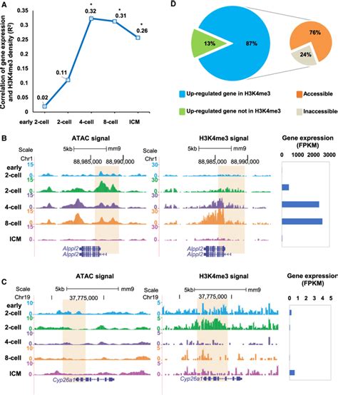 h3k4me3 facilitates gene up regulation in the four cell stage a