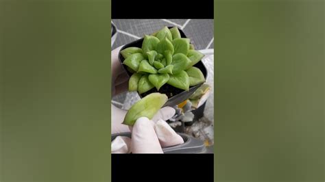 속상한 언박싱 무름 이젠 나만 믿어봐 다육이 링컬마리아금 임영웅 Shorts Youtube