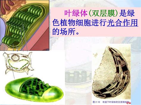 Ppt 第 2 节 细胞器 —— 系统内的分工合作 Powerpoint Presentation Id 4220054