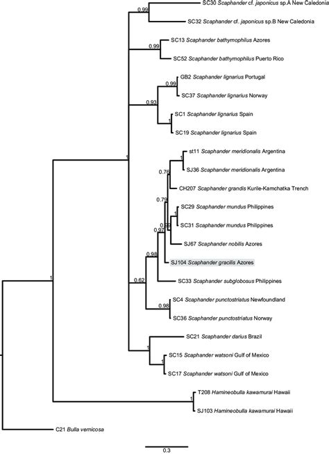 Bayesian Phylogenetic Tree Based On Partial Sequences Of The Coi Gene