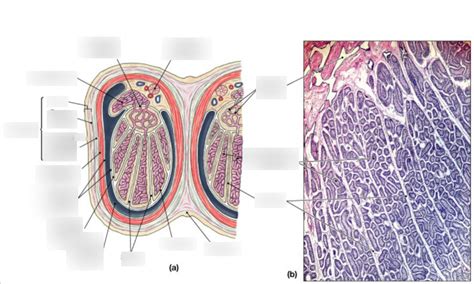 Lab Internal Testes Diagram Biol 2020 Diagram Quizlet